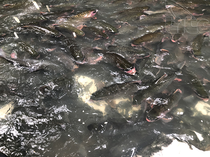 Suối cá thần Cẩm Lương - Sản phẩm độc đáo của thiên nhiên - OTA Việt ...